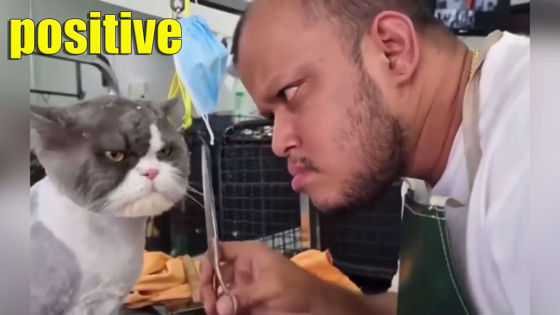 Очередная доза позитива для поднятия настроения #26. Кот и парикмахер