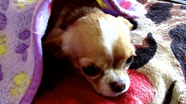 ?Мини чихуахуа няшно спит. Балована собака.  The Mini Chihuahua is nippy asleep. A spoiled dog..mp4