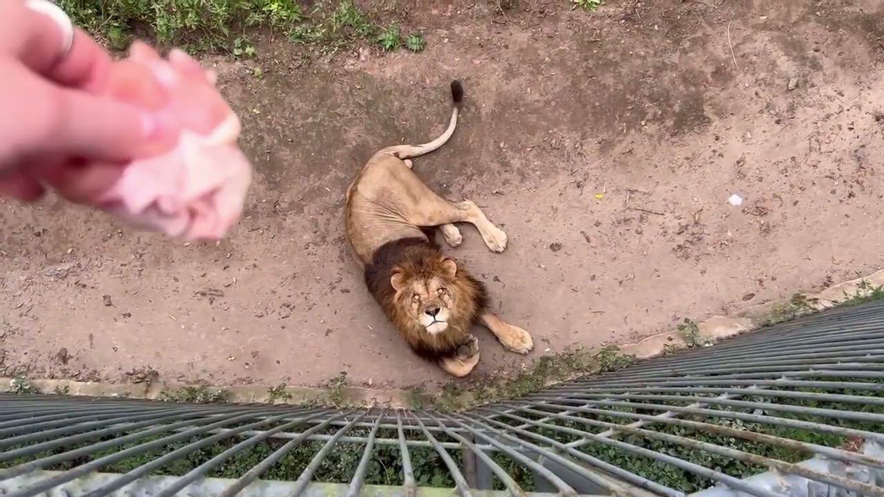 Кормление льва