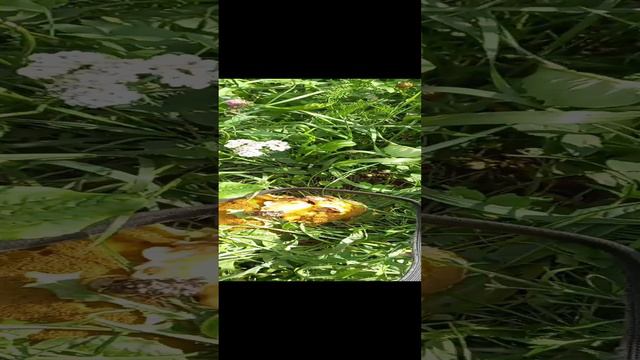 ❗А вот и маслята пожаловали 😉 Грибы в городе 16.08.2024 г. Курск❗ #shorts #short #nature #грибы