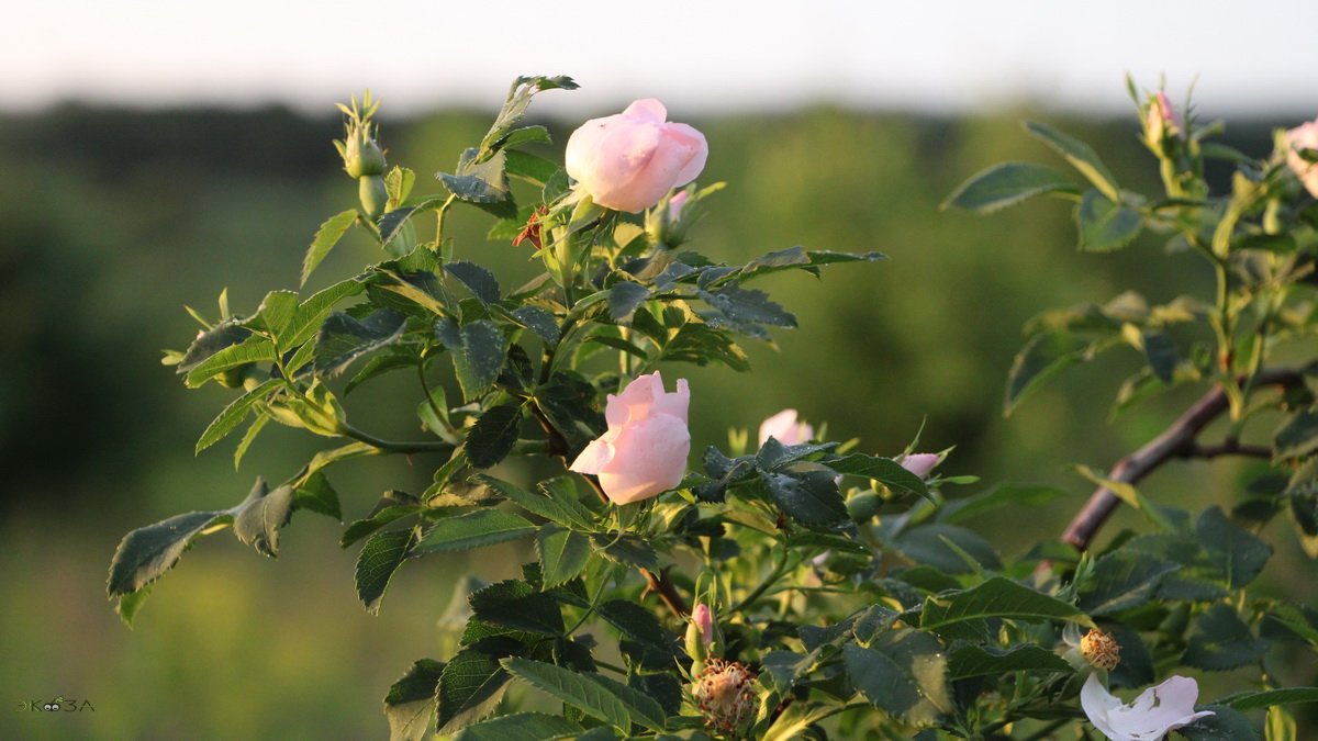 Май. Дождь. Розы дикие. Птенцы болотной курочки. Юный кузнечик и комар