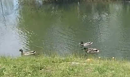 Уток на пруду всё больше, прочухали малька.