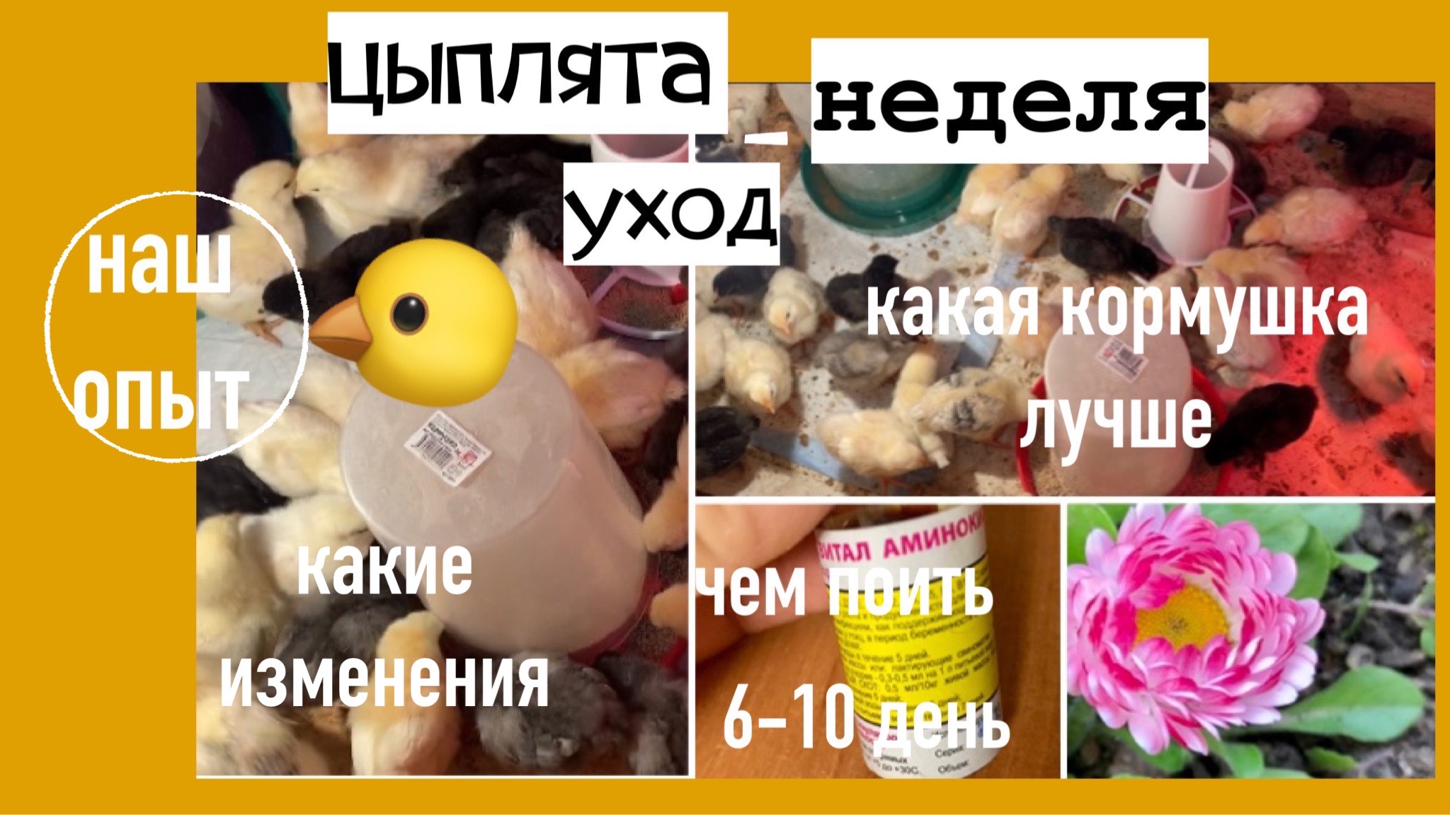 Неделя после вылупа/ Продолжаем пропаивать/Старая маргаритка и новый гиацинт/