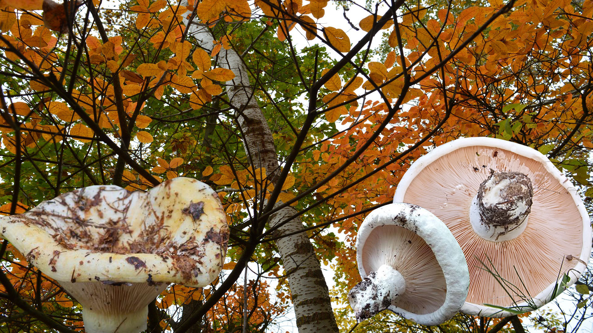 груздь осиновый и рядовка тополевая в осеннем лесу