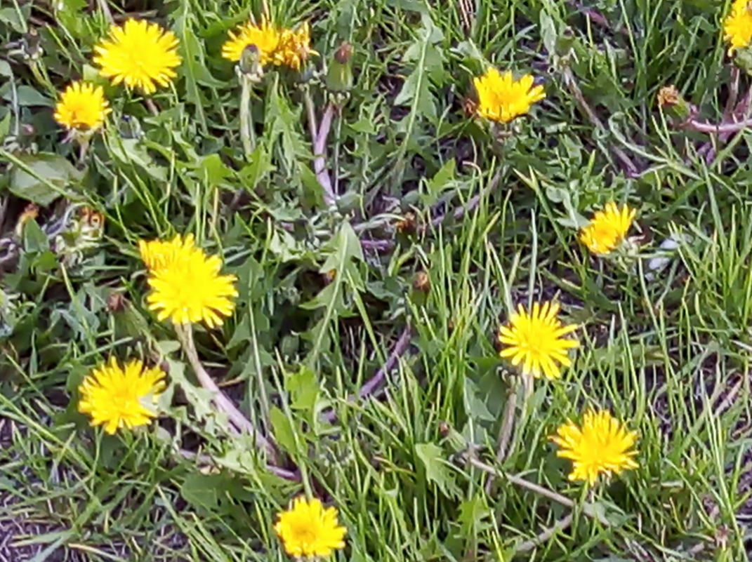 ОДУВАНЧИКИ - МИНИ-СОЛНЫШКИ!