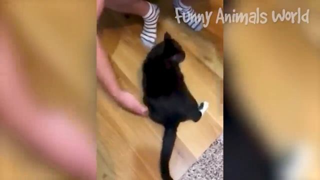 Самые смешные видео с собаками и кошками ? - Лучшие смешные видео с Животными 2023 ? #5
