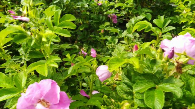 Шиповник, дикая роза. Полезные свойства, энергетика, психосоматика