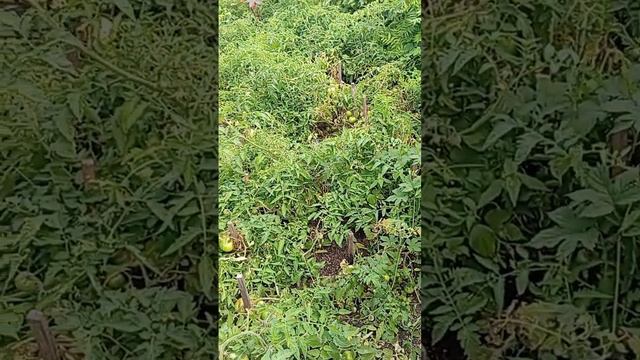 Обзор комнаты и зоны отдыха_ Наглые люди_ Ходячая реклама Фаберлик.