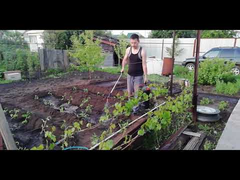 Первая обработка виноградника 2022