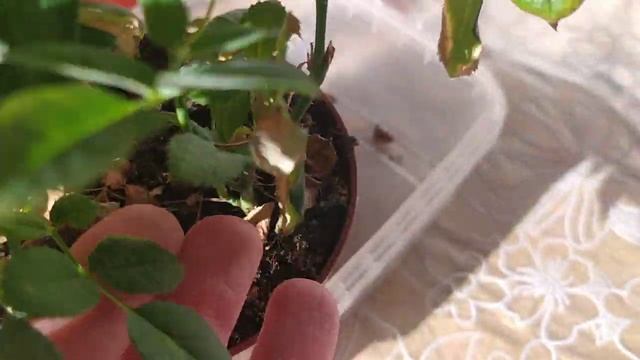 Комнатная роза зацвела после зимней спячки.Indoor rose, flowering