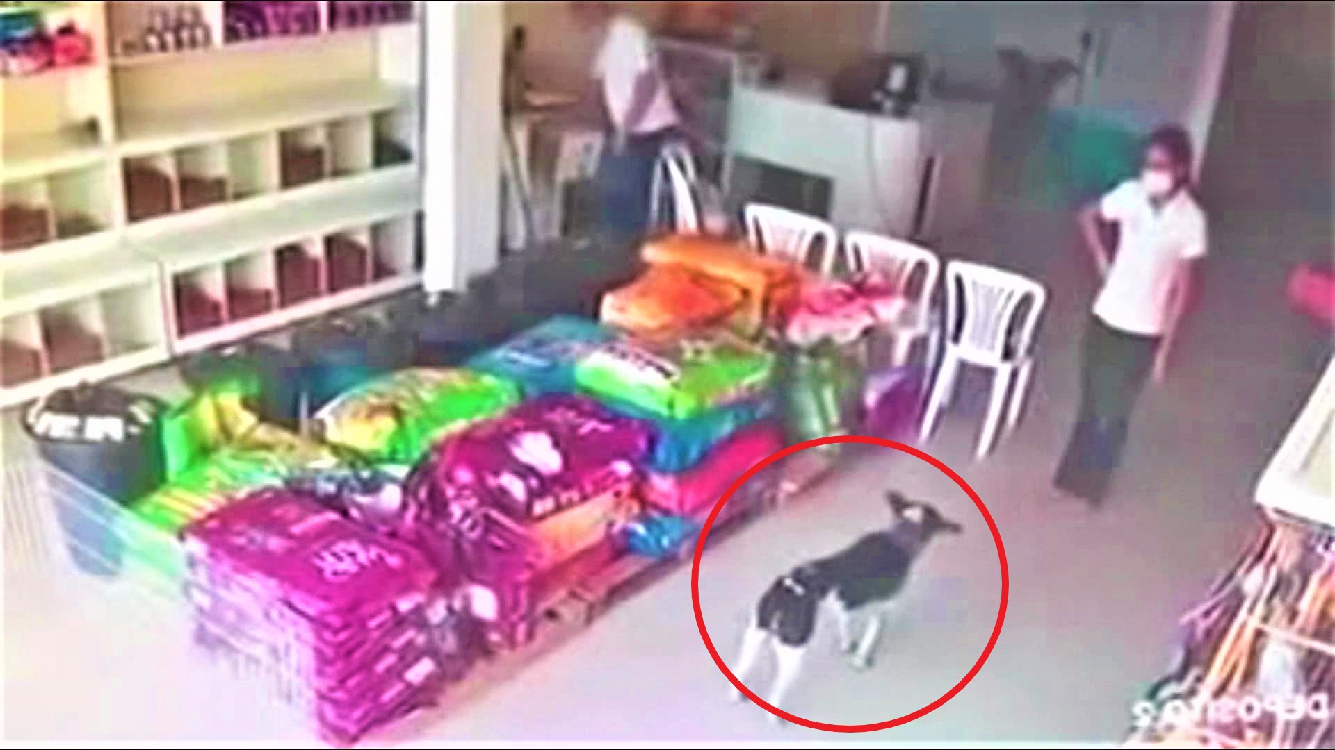 Эти кадры облетели весь мир! Пёс зашёл в клинику и остановился! То что случилось дальше - невероятно