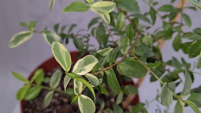 Вариегатный крупнолистный 5