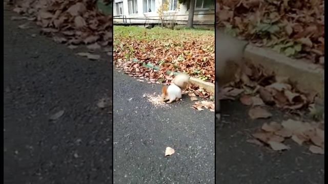 Осторожно, пришла белочка.