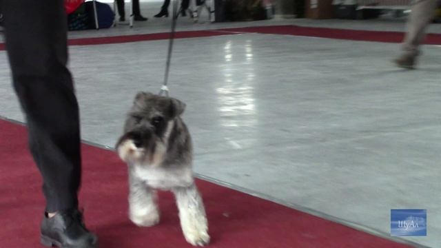 Выставка собак (17.09.2022 г.).