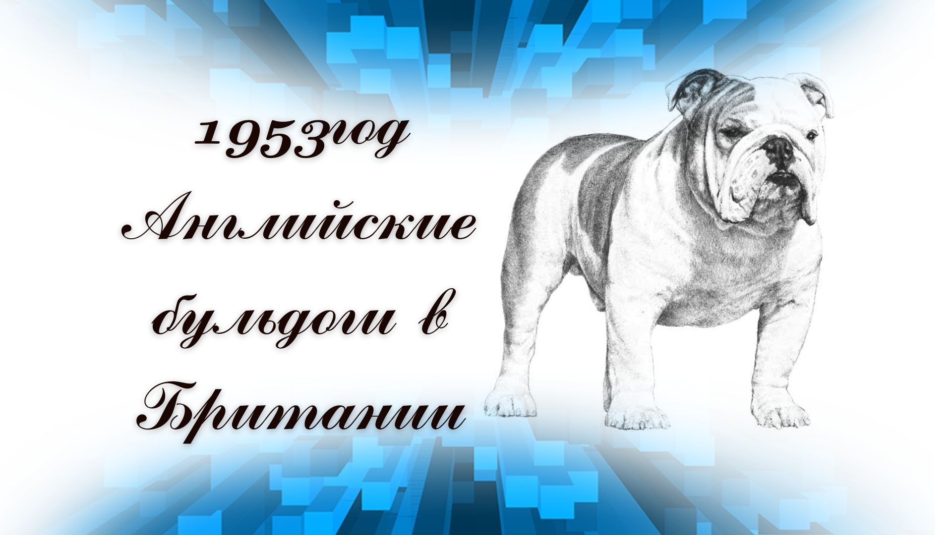 1953 Английские бульдоги в Британии.