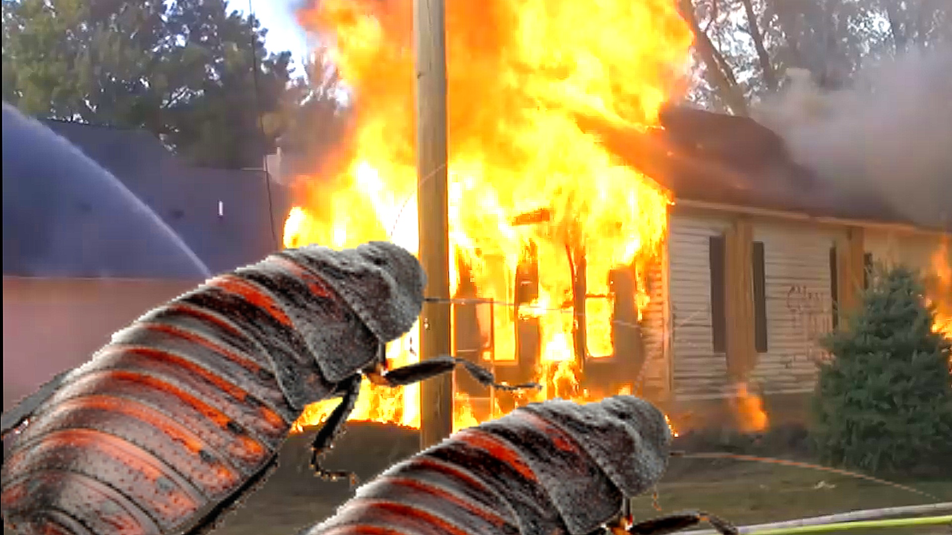 Домашние тараканы интересные факты, уничтожение насекомых.mp4