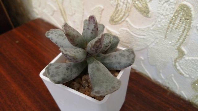 Адромискус Купери