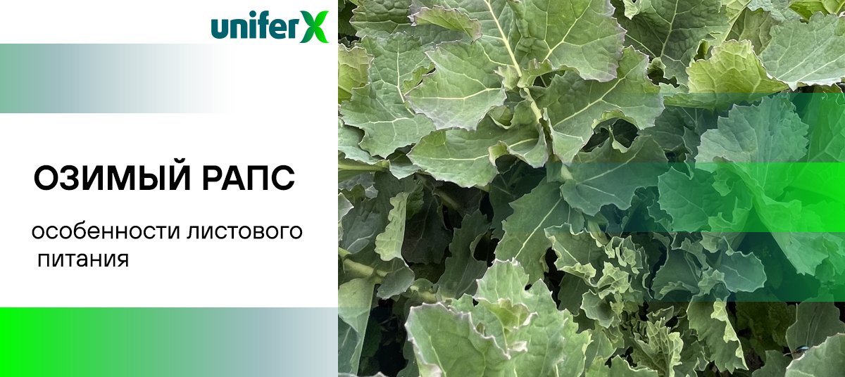 Питание рапса осенью/Использование Wuxal Boron рН/Рапс