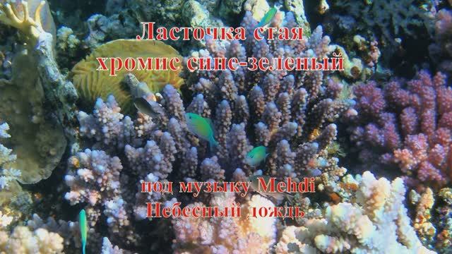 19. Ласточка стая хромис сине-зеленый под музыку Mehdi Небесный дождь HD