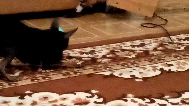 Той терьер Футболист. Мячик с лакомствами