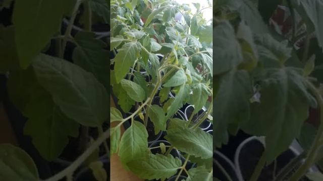 Рассада томата. Обзор 1.04.21.mp4