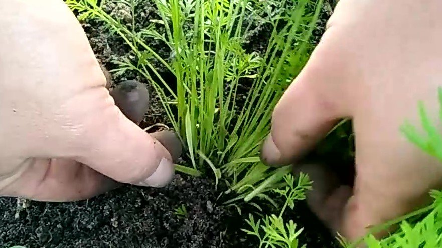 Морковь в открытом грунте обязательно прореживаем