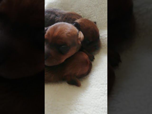 Щенки цвергпинчера "К" - помет "в Зените Удачи", 1 неделя.