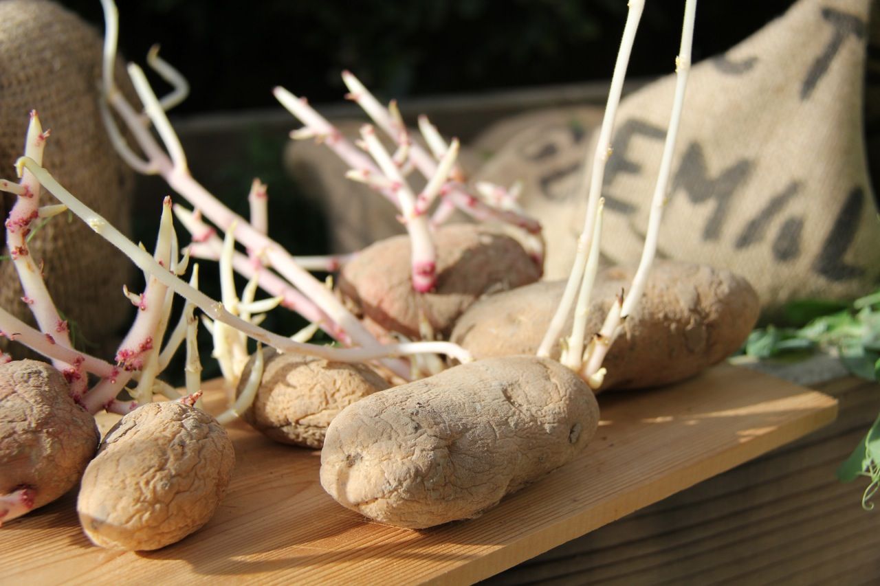 Как приготовить дома биологический стимулятор-укоренитель из картофельных проростков?