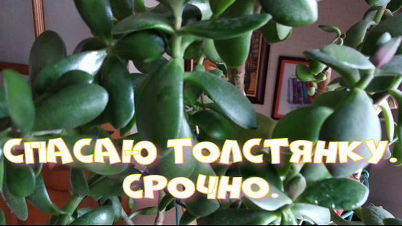 Спасаю Толстянку. Срочно.