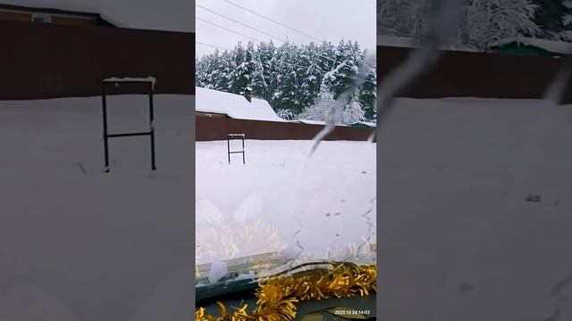 Белым-бело , зимушка-зима