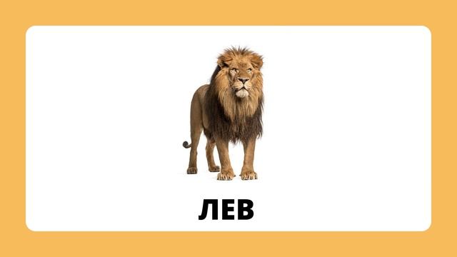 Животные жарких стран.mp4