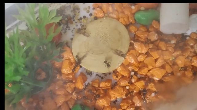 кормление муравьёв