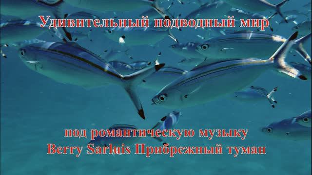 Удивительный подводный мир Ласточка Цезия лунная под романтическую музыку Berry Sarluis Kustennebel