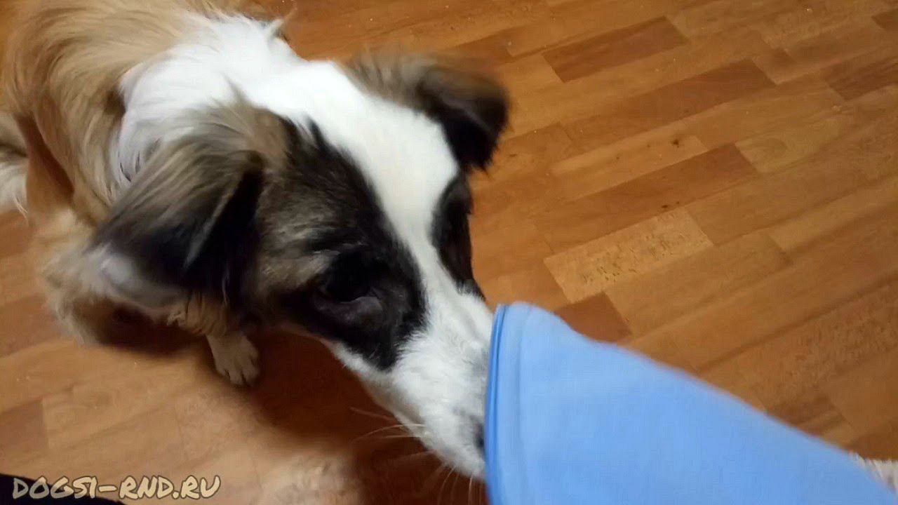 Шуля и волшебный карман. 9.01.2021