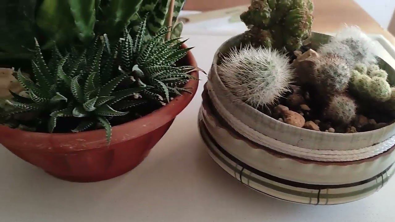 Домашние Кактусы. Минисадики. Хроника,  октябрь 2022