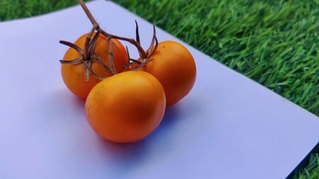 Почему томаты называют помидорами?