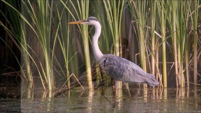 Из кладовой любимого писателя. М. М. Пришвин  "Гости"