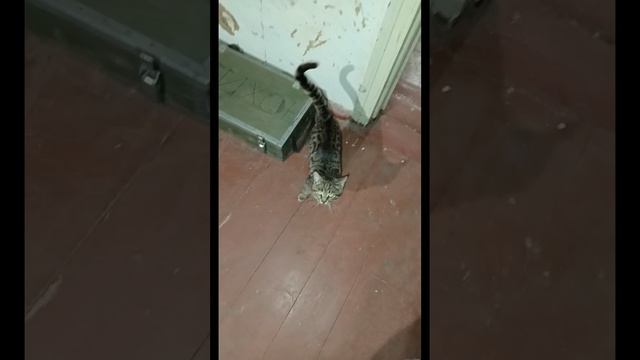 Любимый мой кот!