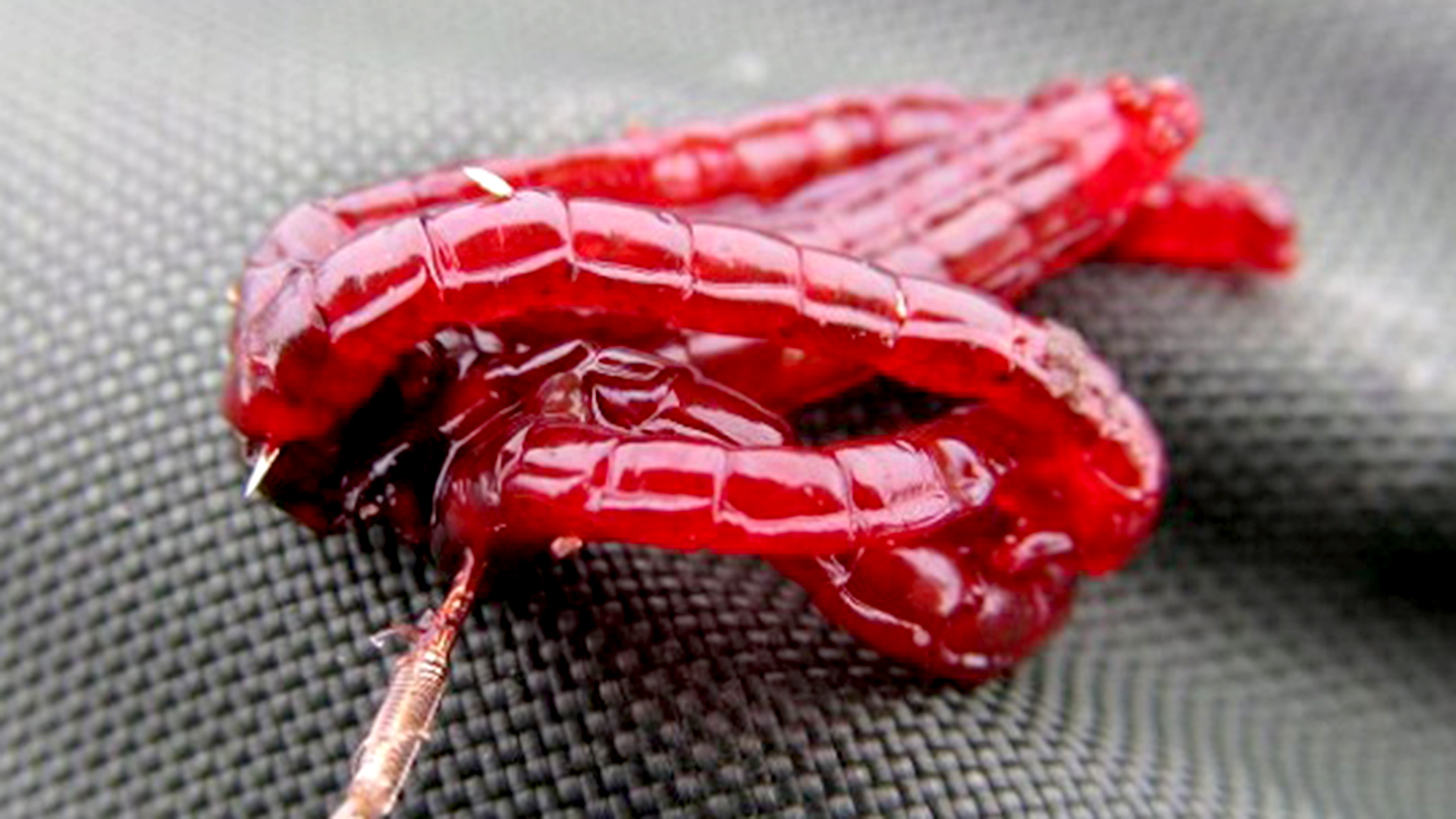 Как связать пучок мотыля.