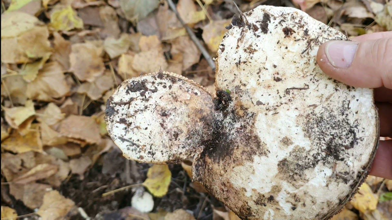 Коп, грибы подтопольники на Томи, и тачка.