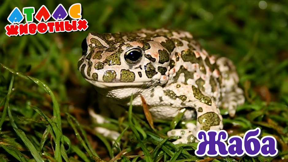 Жаба зелёная Атлас животных