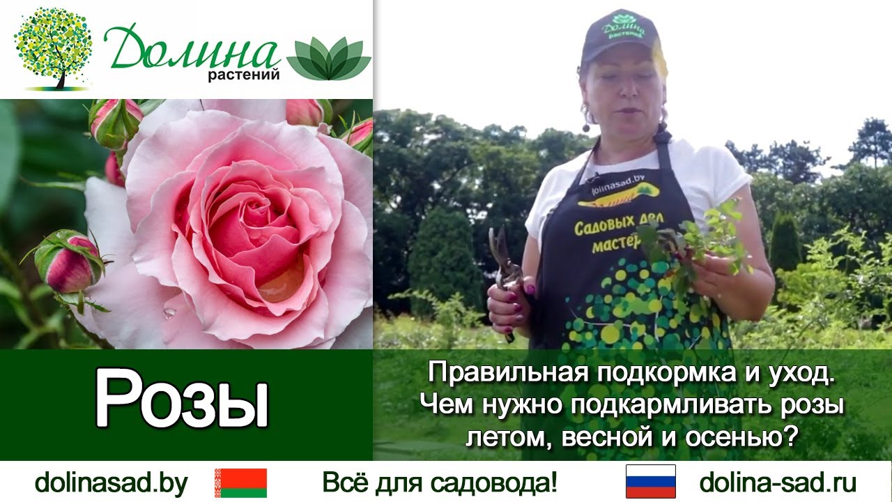 Все про РОЗЫ правильные подкормка и уход. Особенности подкормки весной, летом и осенью