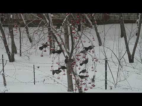 Стая дроздов рябинников