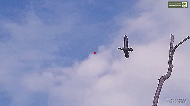 Охота на утку