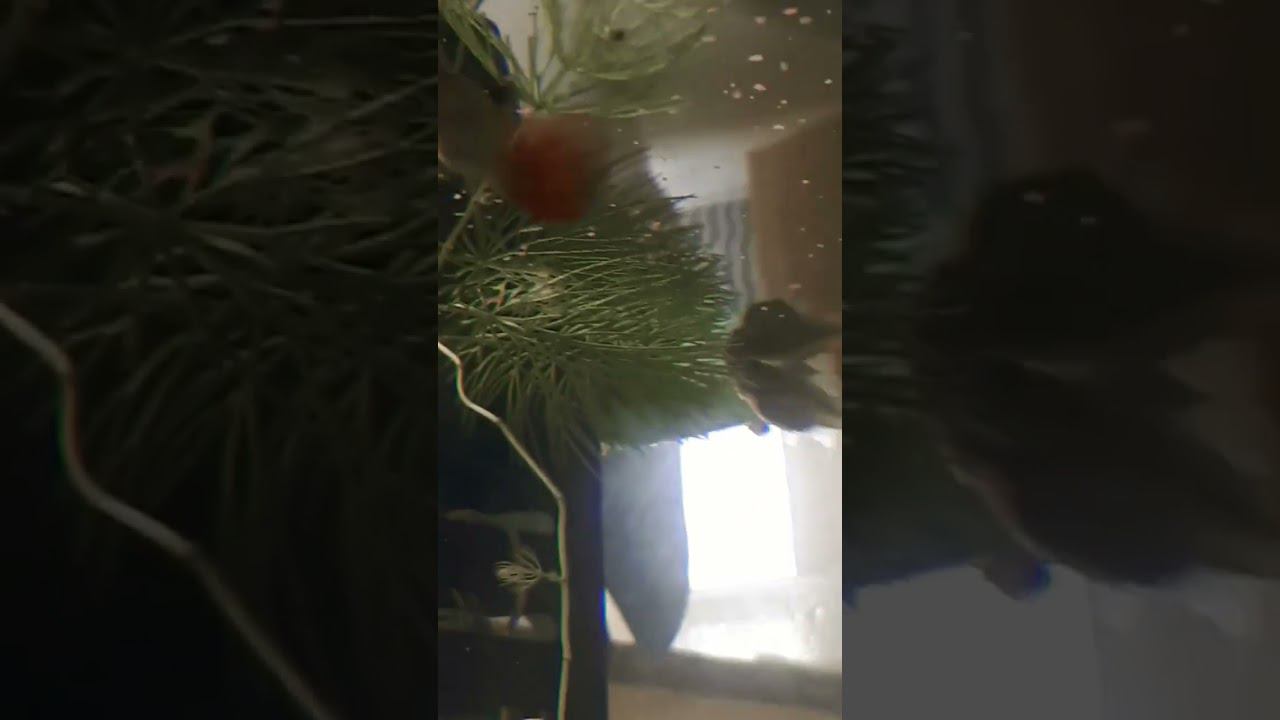 У гуппи родились мальки! 25 июня 2024 г.