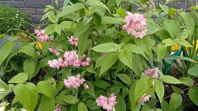 Северный цветник