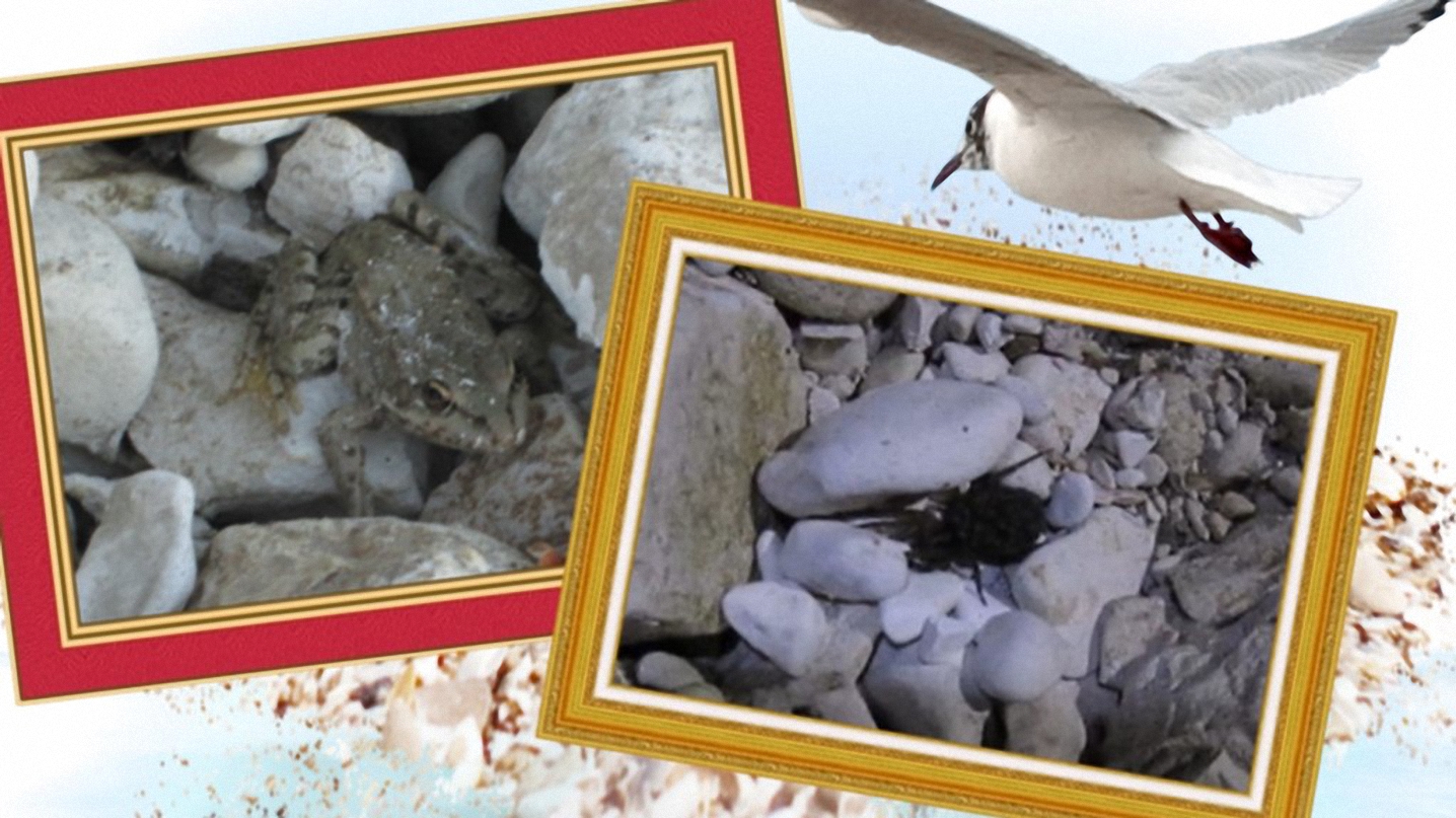 Вечером - лягушка, ночью - паук