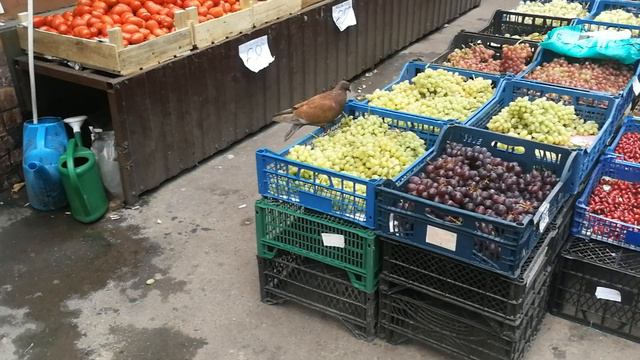 Голубь ест виноград 🍇 😄 #голубь #голуби #виноград #веган #сыроедение #фрукты