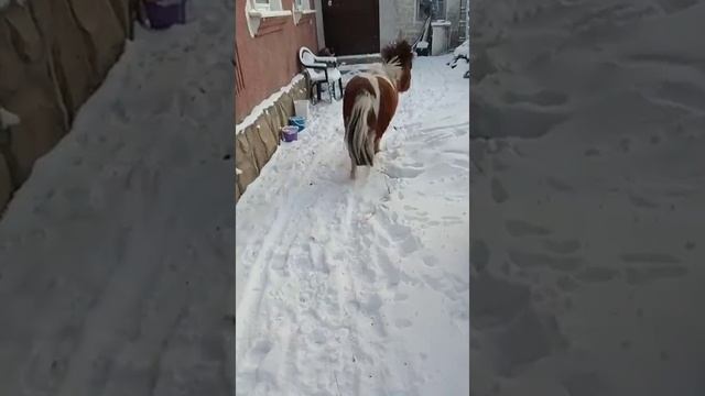 ? У нас побег ?