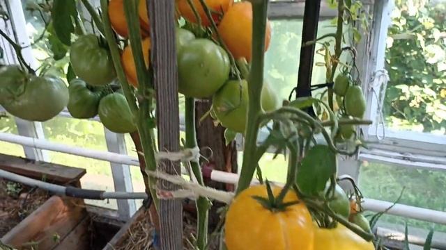 Сибирь. Обзор и дегустация томата Азоюшка.